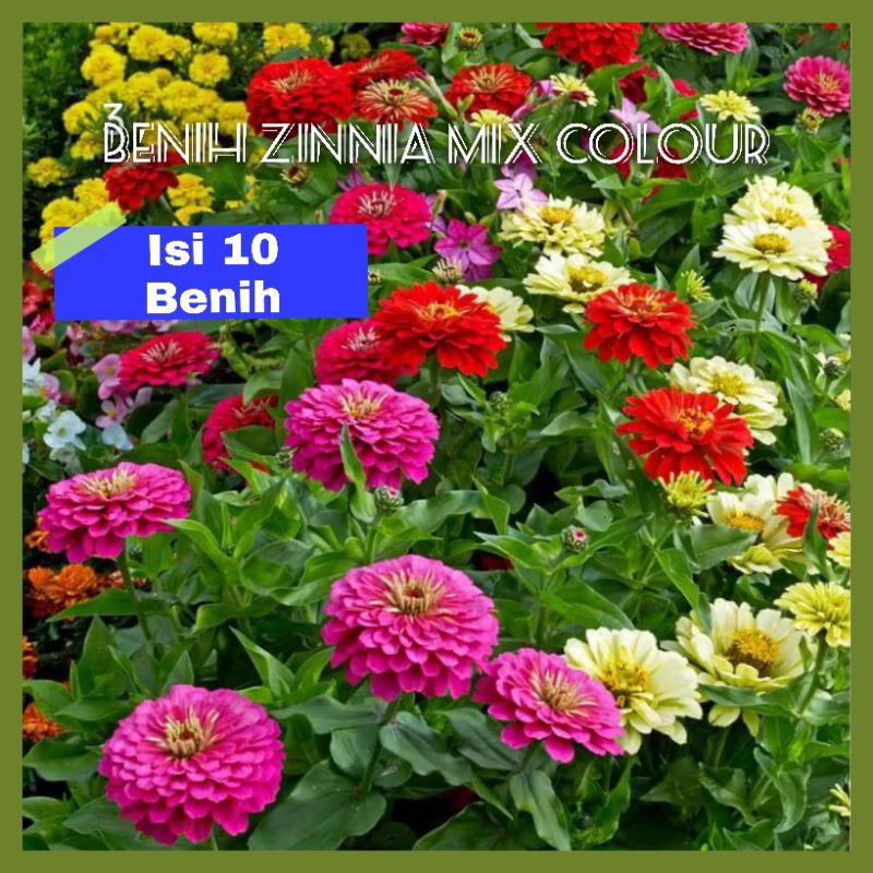Jual Benih Bunga Zinnia Mix (10 butir) | Shopee Indonesia