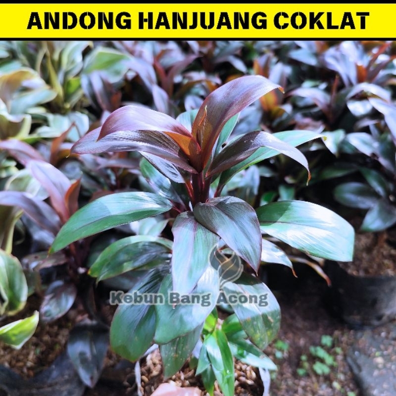 Jual Tanaman Hias Hanjuang Coklat Andong Coklat Kebun Bang Acong ...