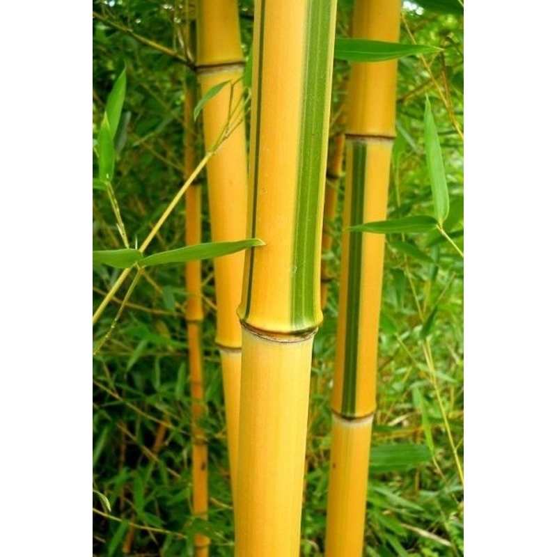 Jual bibit bambu kuning termurah-bambu panda | Shopee Indonesia