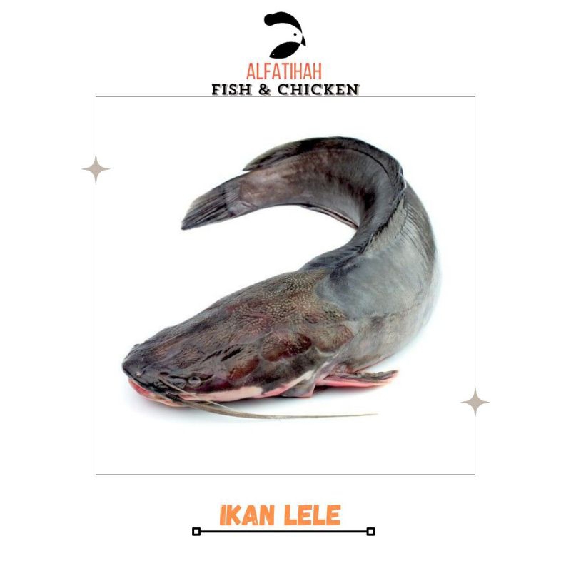 Jual Ikan Lele Segar| Lele Hidup | Shopee Indonesia