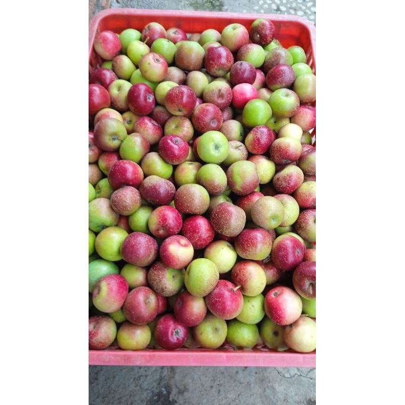 Jual Apel Cery Rome Beauty malang berat 1 kg | Shopee Indonesia