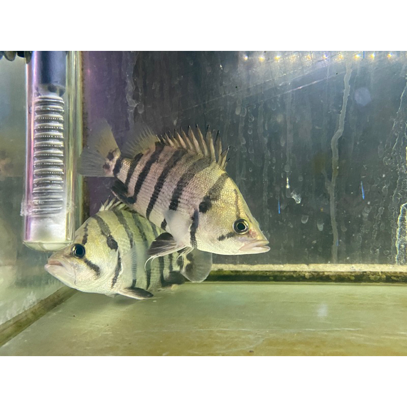 Jual ikan datz sumatra 4bar | Shopee Indonesia