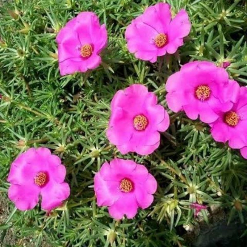 Jual Tanaman Bunga Alur / Krokot ( KONDISI BERBUNGA ) | Shopee Indonesia