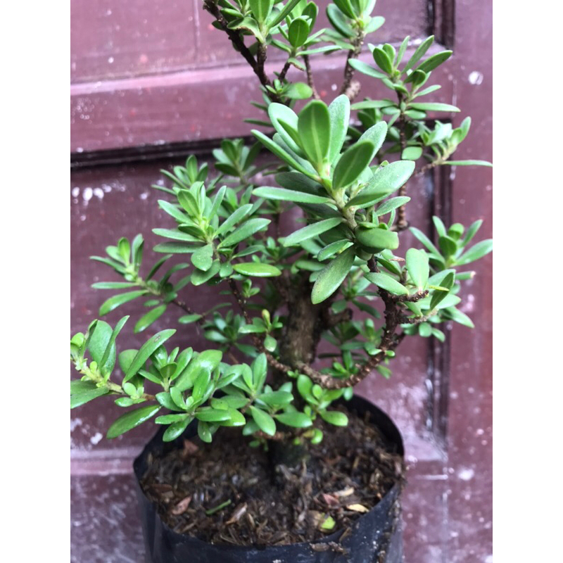 Jual (sesuai gambar) santigi mawar mikro | Shopee Indonesia