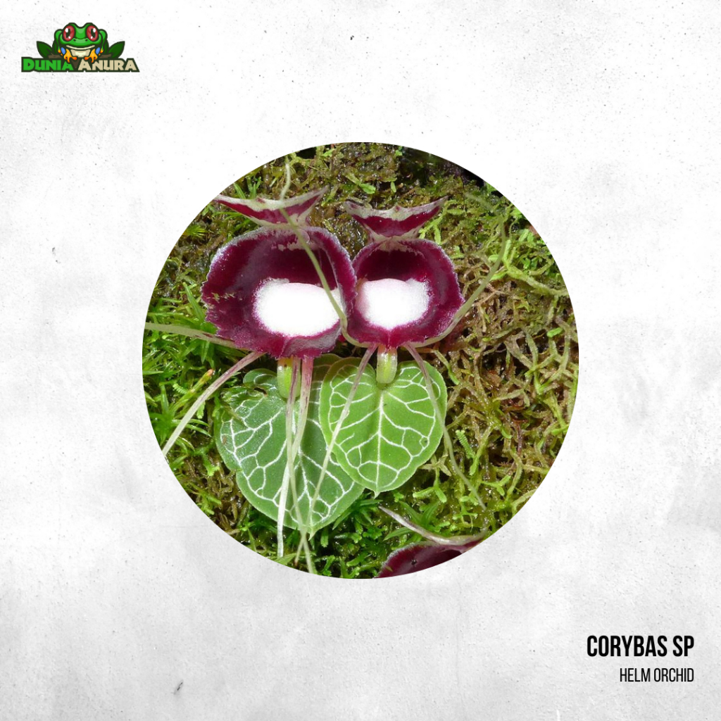 Jual Tanaman Vivarium Corybas Orchid - Helm Orchid | Shopee Indonesia