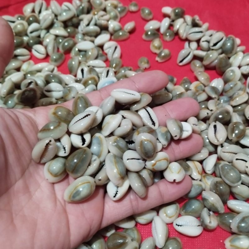 Jual Biji congklak kerang Asli kuwuk abu isi 100 pcs | Shopee Indonesia