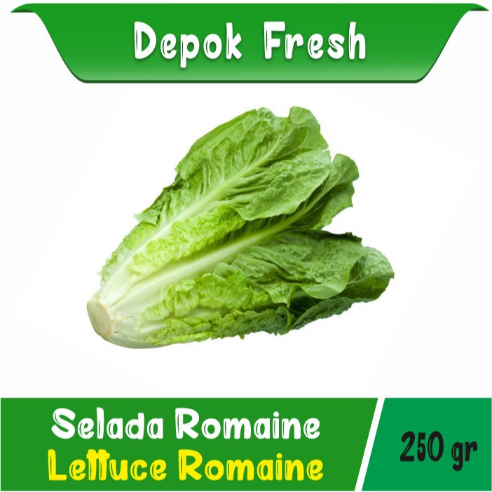 Jual SAYUR SELADA ROMAINE SEGAR BERKUALITAS 250 GRAM | Shopee Indonesia