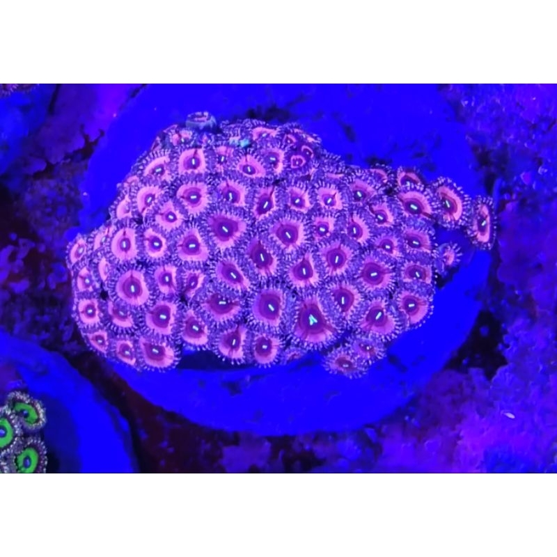 Jual zoa polyp Buton | Shopee Indonesia