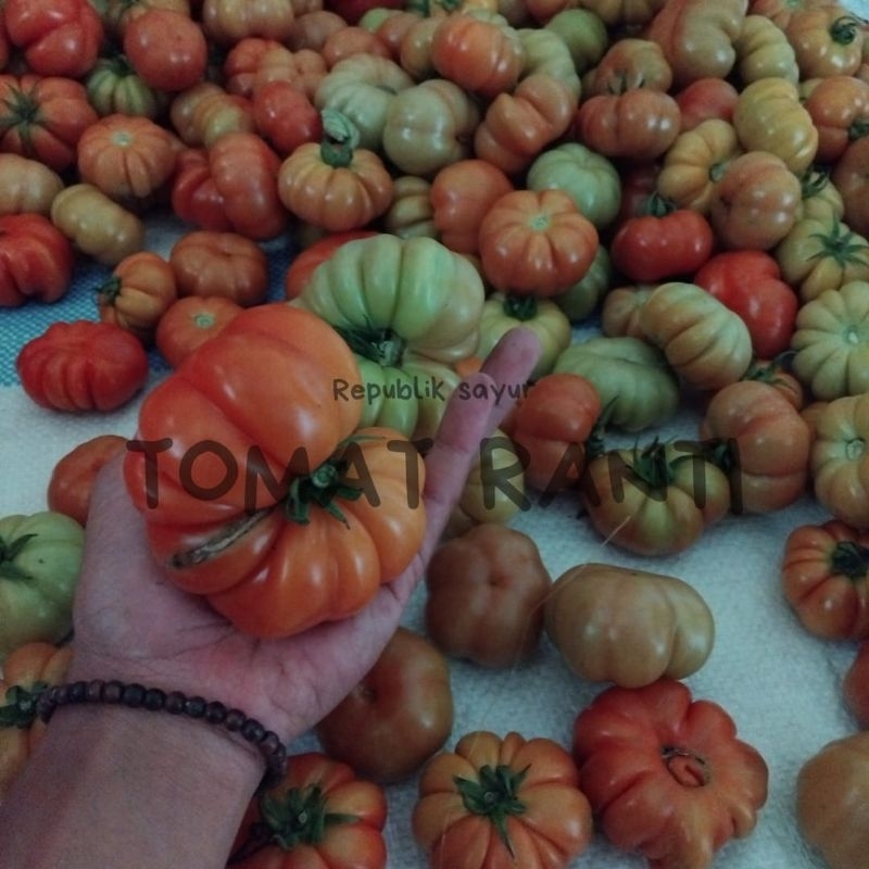 Jual Tomat Ranti Banyuwangi , Ranti , Tomat Mawar 1 Kg | Shopee Indonesia