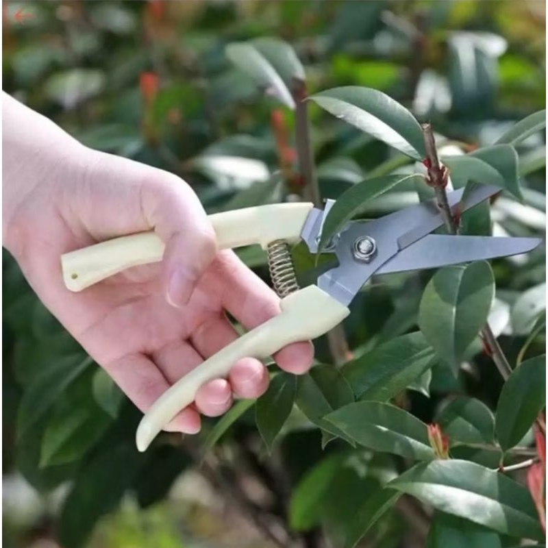 Jual Gunting Dahan Lurus / Gunting Tanaman / Pangkas Ranting pohon ...