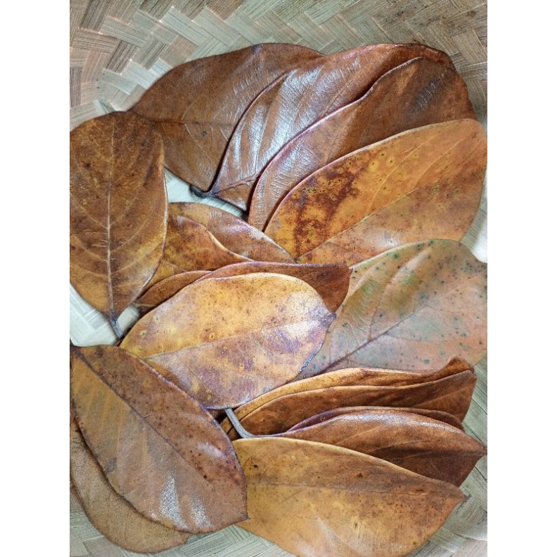 Jual Daun nangka Kuning | Shopee Indonesia