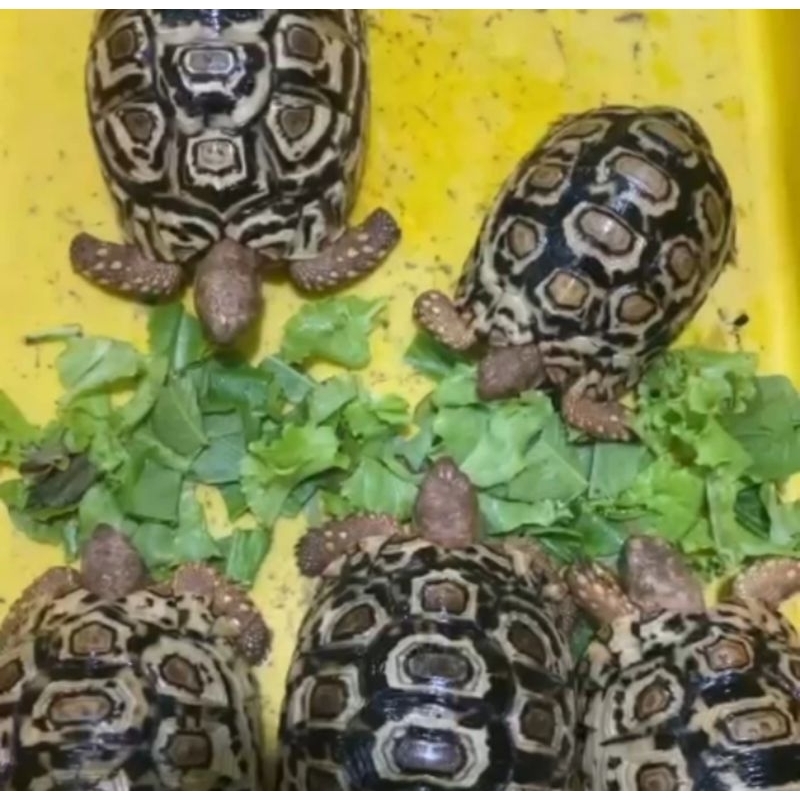 Jual Mainan Kura Darat Pardalis Tortoise 10 cm | Shopee Indonesia