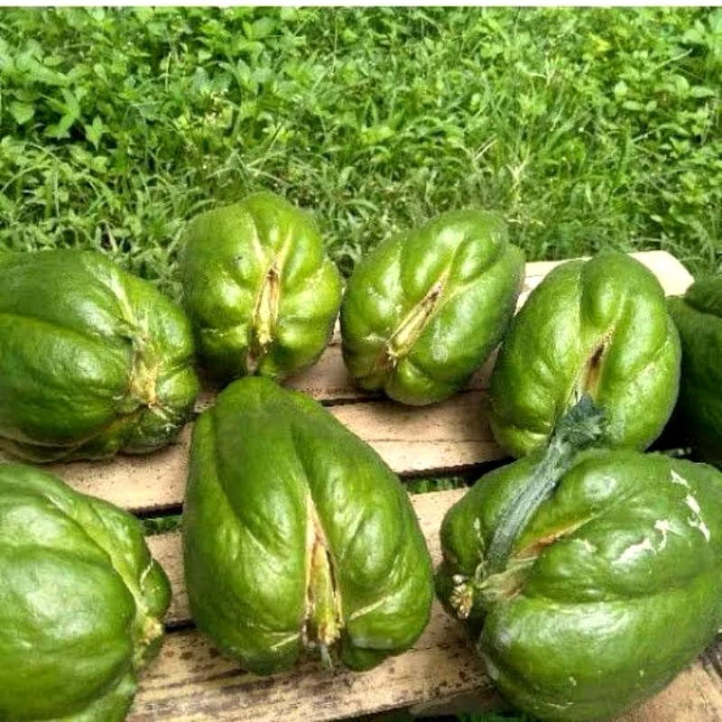 Jual KEBUN.MUKLIS - Paket 10 Bibit Labu Siam / Benih Jipang Siap Tanam ...