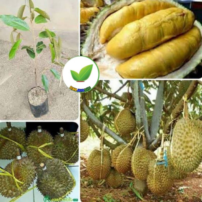 Jual Paket beli 5 dapat 6 Bibit,beli 5 bibit durian musangking gratis 1bibit durian duri hitam ...