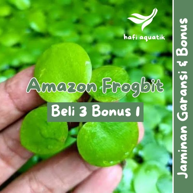 Jual Hafi Aquatik Tanaman Air Amazon Frogbit Pembasmi Amoniak Hiasan ...
