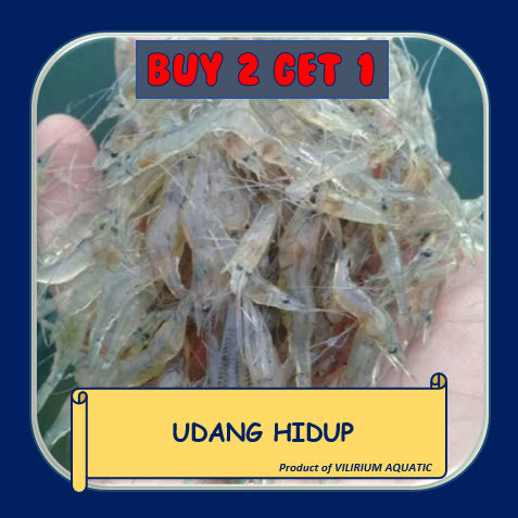 Jual PAKAN IKAN HIDUP - UDANG | Shopee Indonesia
