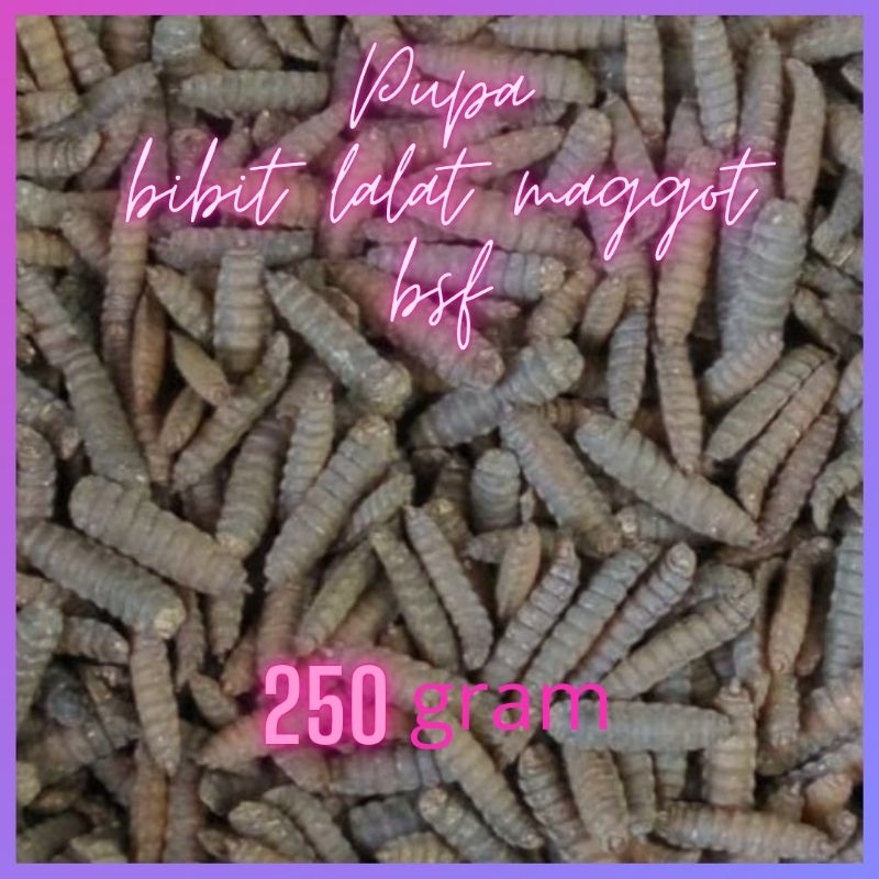Jual maggot Bsf Pupa| Pupa kepongpong magot lalat bsf kemasan 250gram ...