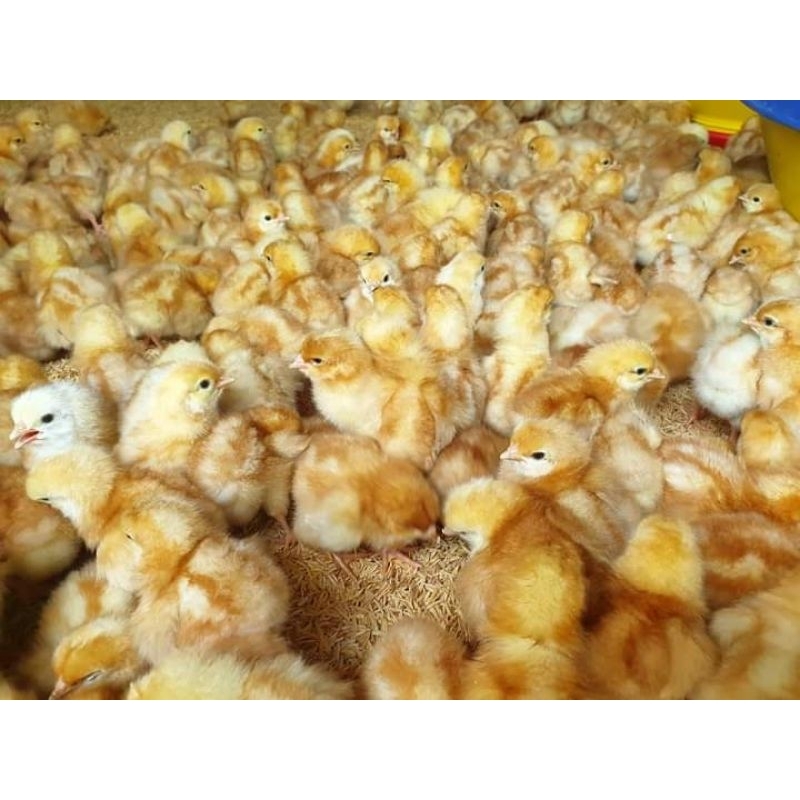 Jual DOC LAYER PETELUR Bibit Anak Ayam Petelur Anakan Petelor Bandung ...
