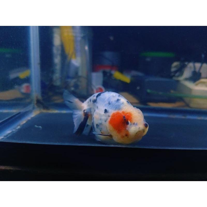 Jual koki ranchu lionchu sapi sapi an | Shopee Indonesia