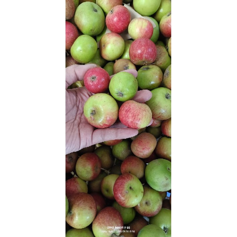 Jual apel malang jenis RB mini 1kg untuk hipertensi dan diet | Shopee ...