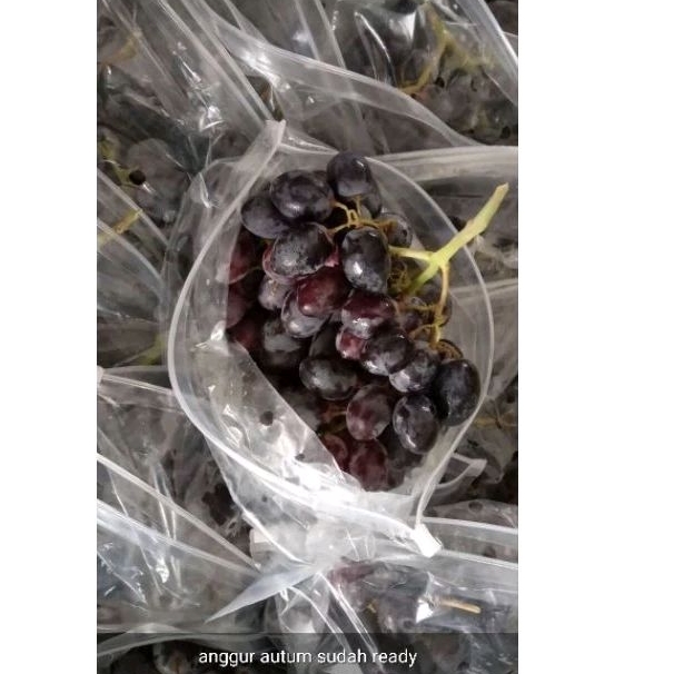 Jual Anggur Autumn Seedlees 1pack 800gr | Shopee Indonesia