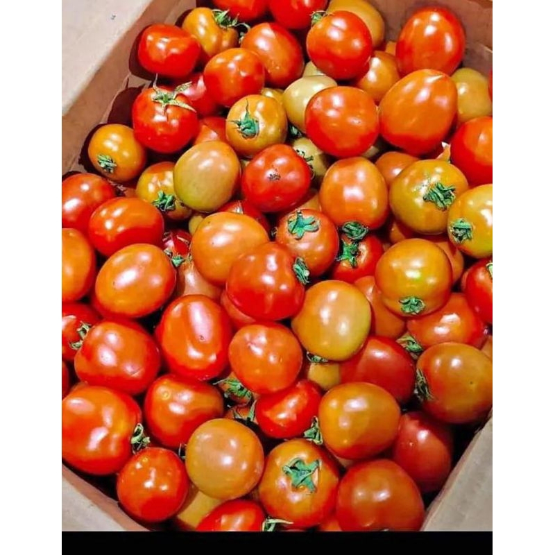 Jual Tomat 1Kg | Shopee Indonesia