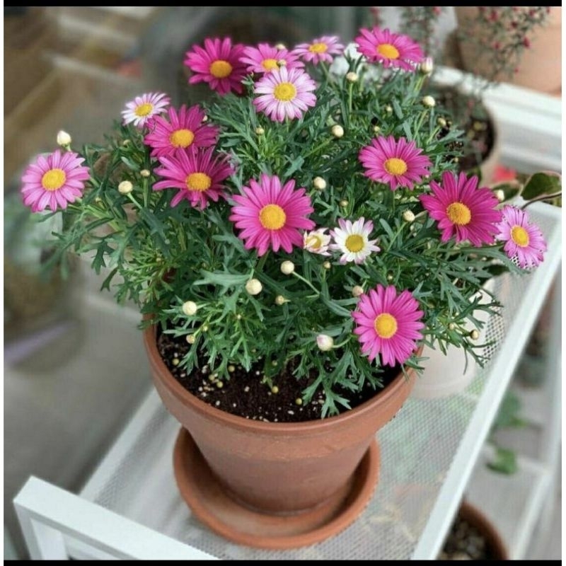 Jual bunga cosmos/Daisy pink | Shopee Indonesia