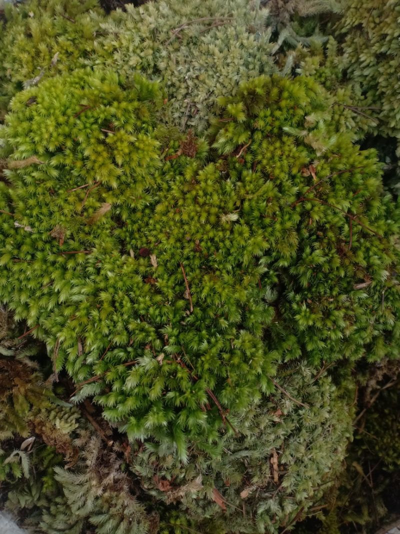 Jual Forest moss / lumut hidup hutan 200g | Shopee Indonesia
