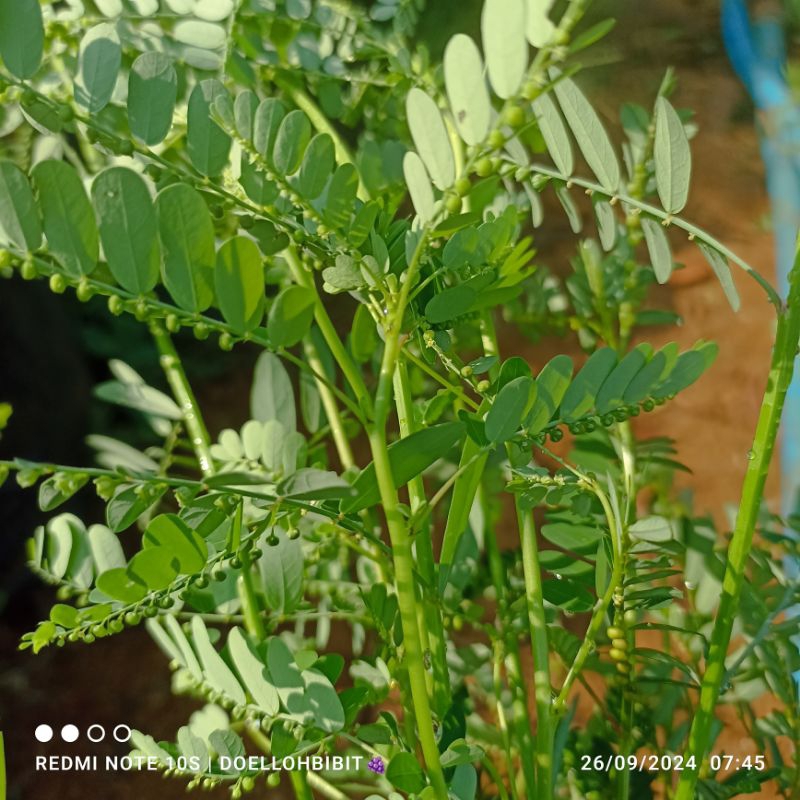 Jual [BIG PROMO BUY 20 GET 1 FREE] Rumput Meniran (Mimosa pudica ...