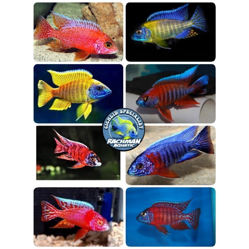 Jual Cichlid African Mix 10 ekor Gratis 1 (Aulonocara, Hap, Mbuna ...