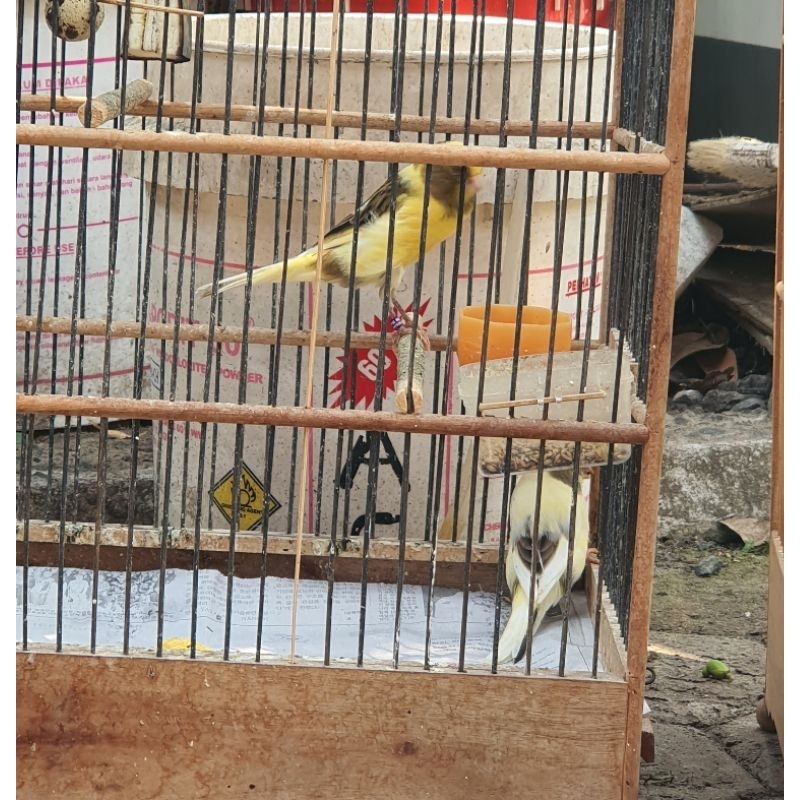 Jual kenari yorkshire/ys lokal bakalan paud jantan sudah mandiri ...