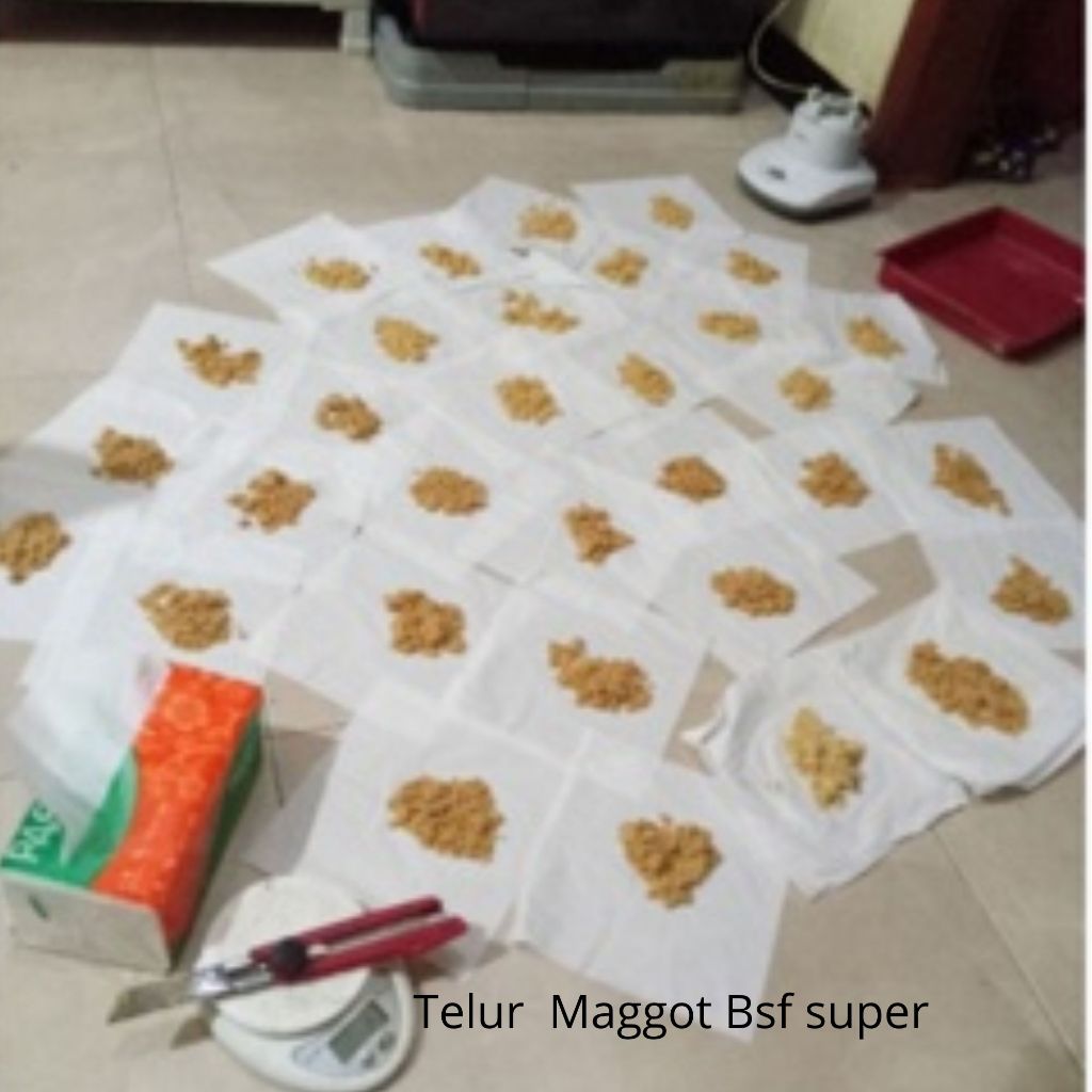 Jual Bibit Telur Maggot BSF 1 Gram – Cocok untuk Pemula, Siap Tetas ...