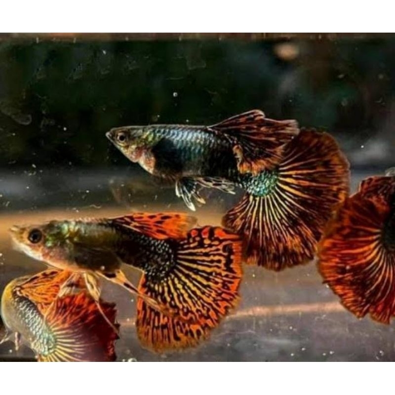Jual (Guppy dragon 5ekor) ikan hias aquarium aquascap air tawar | Shopee Indonesia