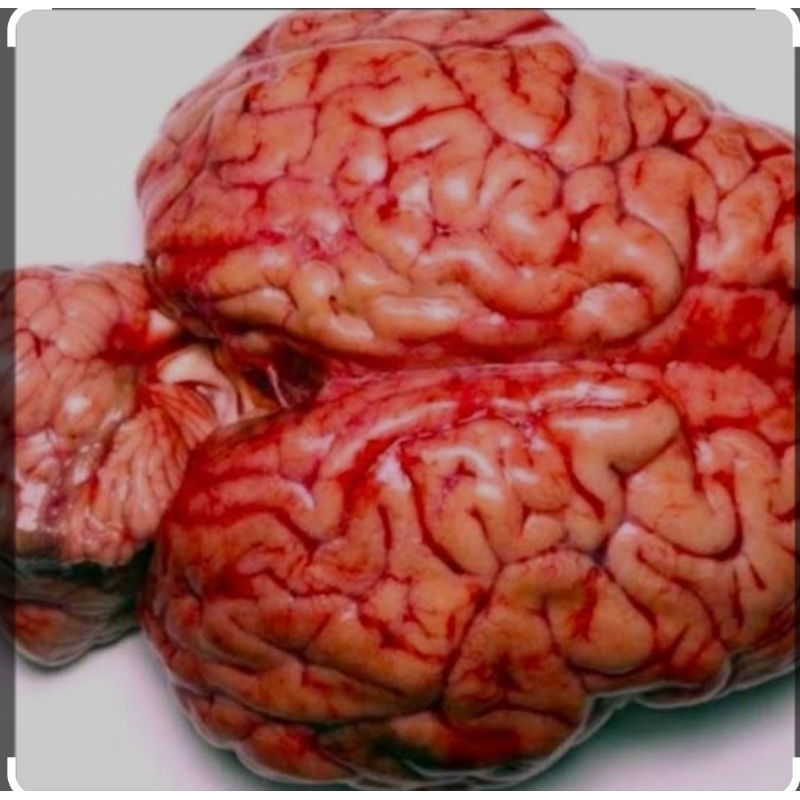 Jual OTAK SAPI | Shopee Indonesia