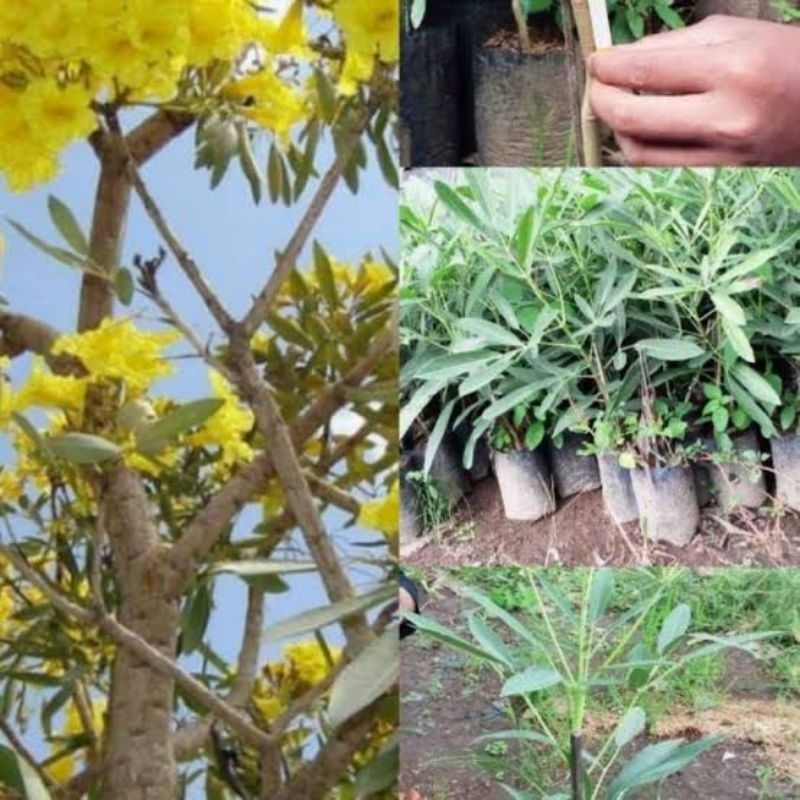 Jual Bibit tabebuya kuning tanaman bunga | Shopee Indonesia