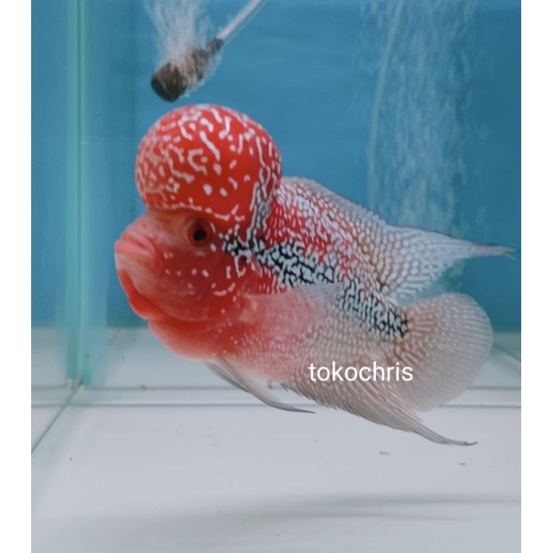 Jual LOUHAN SRD - SRM ORI THAILAND JENONG BESAR | Shopee Indonesia