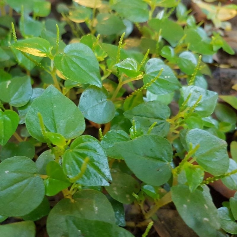 Jual Tanaman Obat Sirih Cina |crab claw herb | PeperoMia PelluCida ...