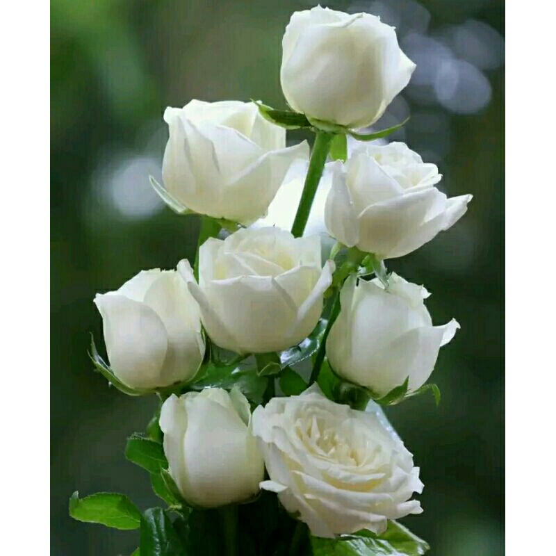 Jual bunga mawar (beli 5 gratis 1 tangkai) asli pertangkai potong merah ...