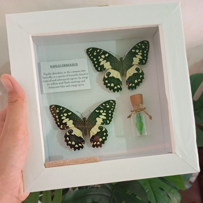 Jual Insektarium, pigura kupu-Kupu kering/serangga | Shopee Indonesia