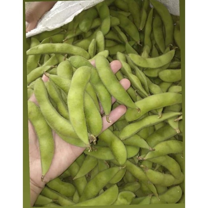 Jual 10 Biji - Benih Edamame - Kacang Kedelai Edamame - Kacang Kedelai ...