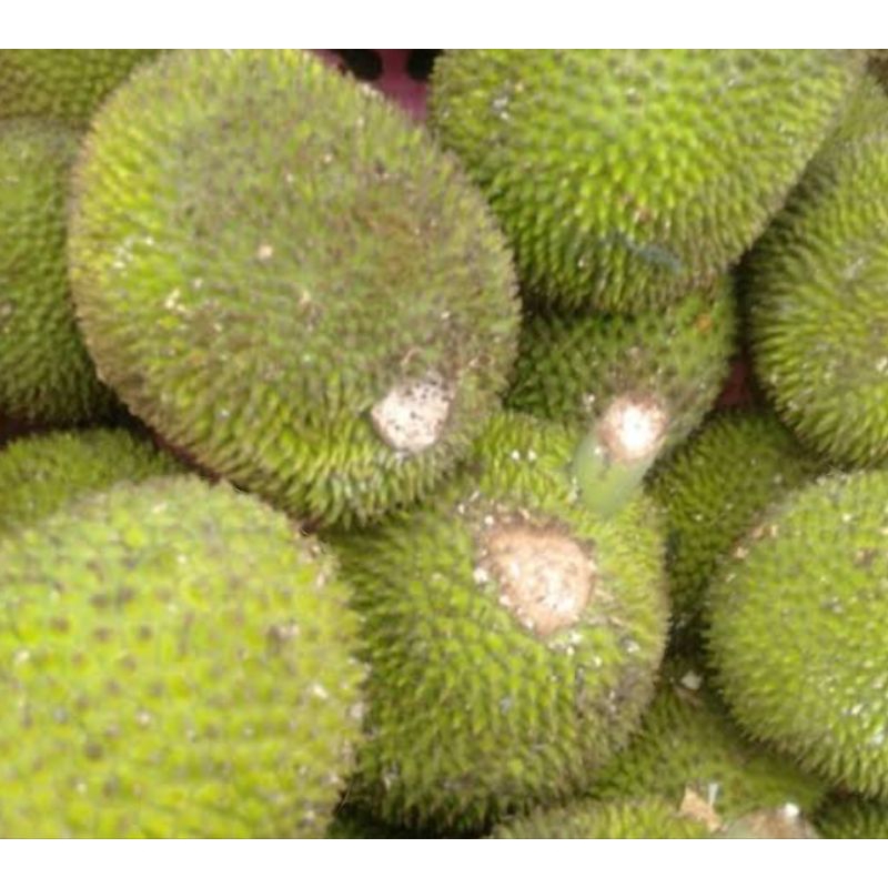 Jual BUAH KLUWIH SAYUR PERBUAH/1PCS | Shopee Indonesia