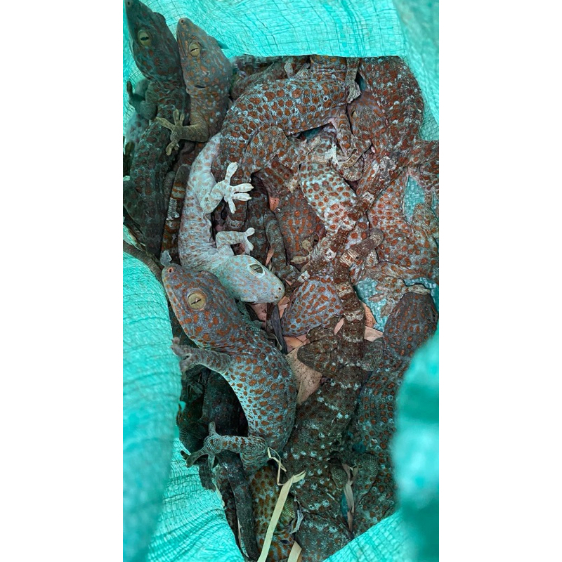 Jual ORDER DISINI YANG SUKA TOK3K JUMBO | Shopee Indonesia