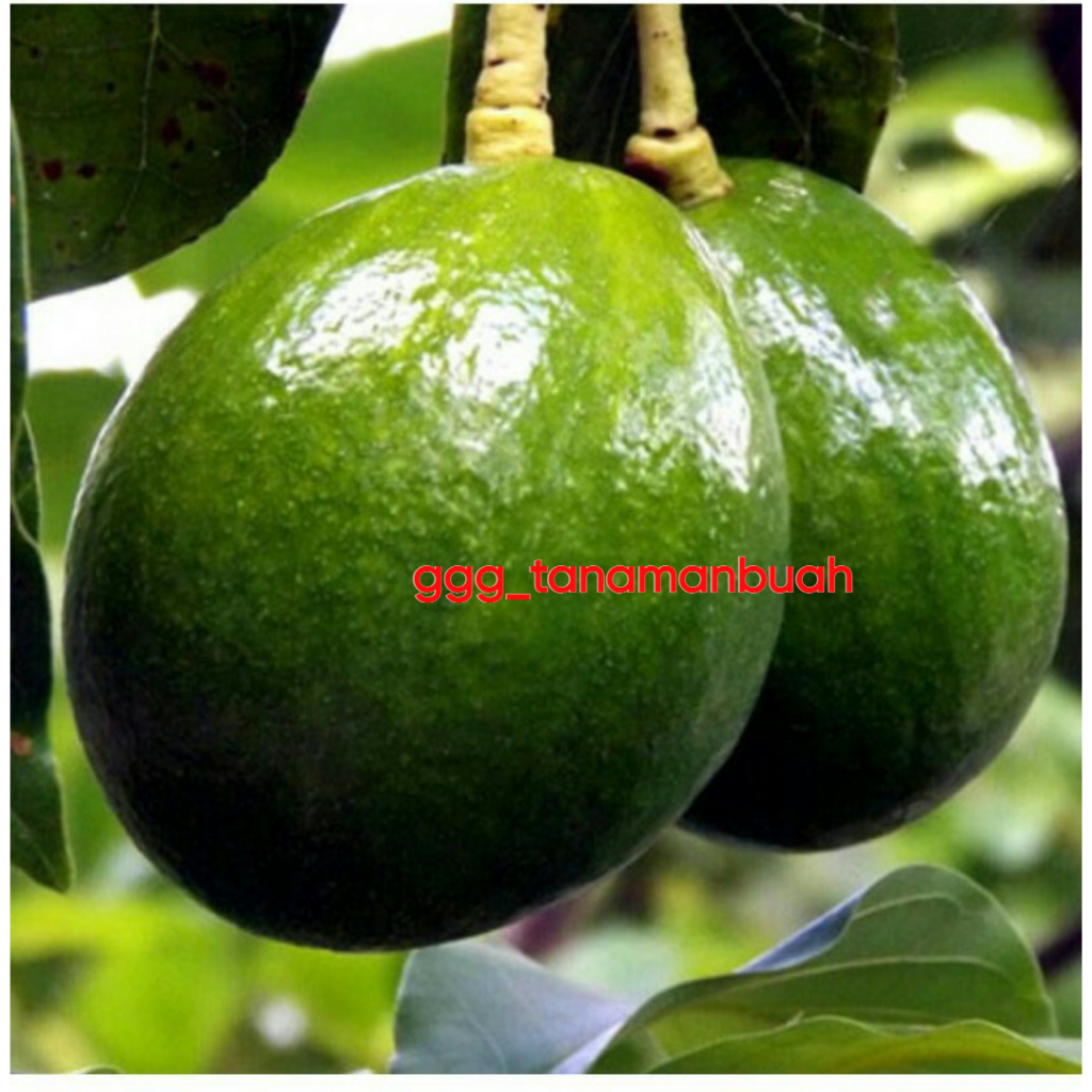 Jual Bibit Alpukat Markus Sudah Berbunga Spesial | Shopee Indonesia