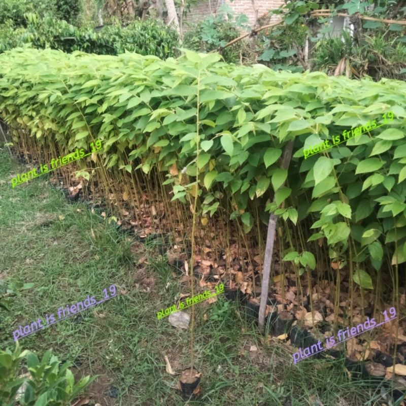 Jual BIBIT KERSEN(70cm up)TANAMAN KERES POHON TALOK KERSEM | Shopee ...