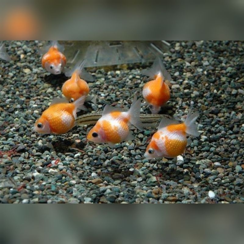 Jual Ikan Hias Anakan Koki Mutiara Baby Pearl Goldfish Size 3 cm Hiasan ...