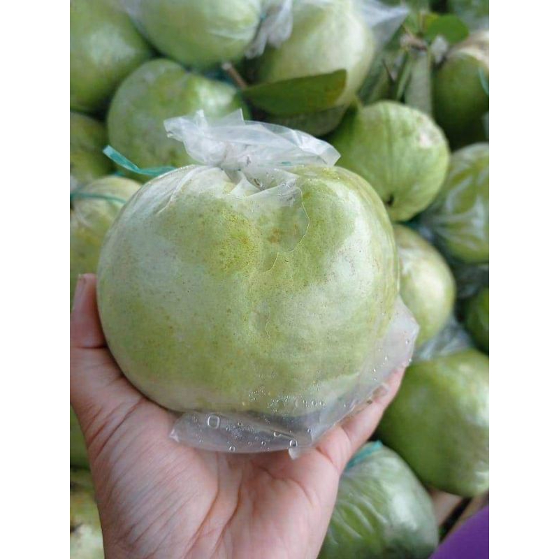 Jual Jambu kristal 1 kg freh asli kota batu isi 4-6 buah | Shopee Indonesia