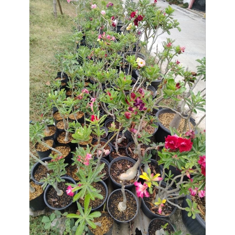 Jual adenium bunga tumpuk ( RANDOM) | Shopee Indonesia