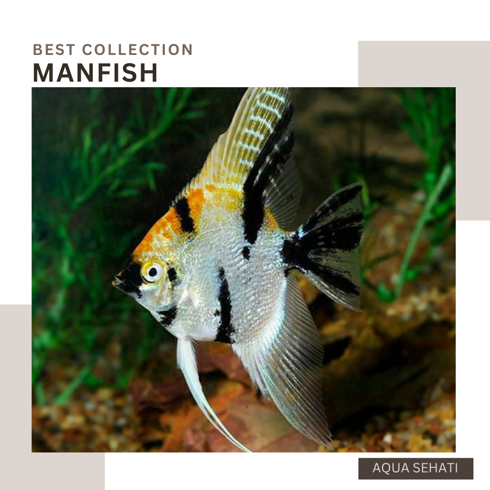 Jual ikan manfish / angel fish / ikan layang - khusus instant gojek ...
