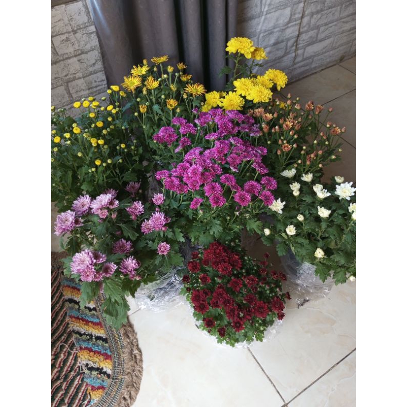 Jual TANAMAN HIAS BUNGA KRISAN / rimbun plus pot // bebas pilih warna ...