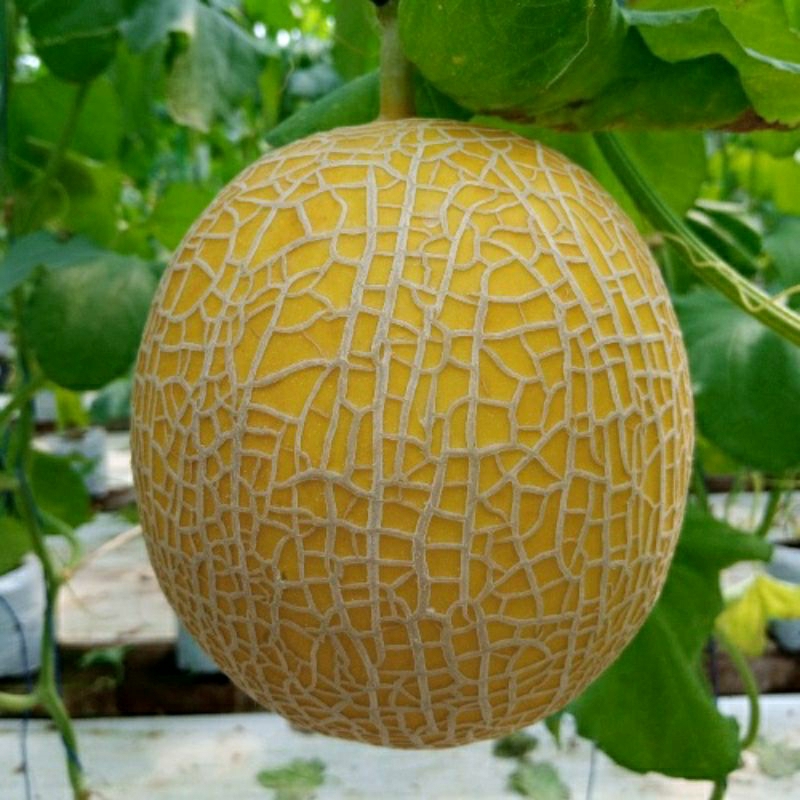 Jual 50 Benih Melon Inthanon (50 pcs) emerald green | Shopee Indonesia
